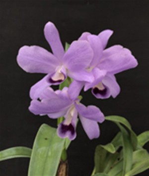 Cattleya 8
